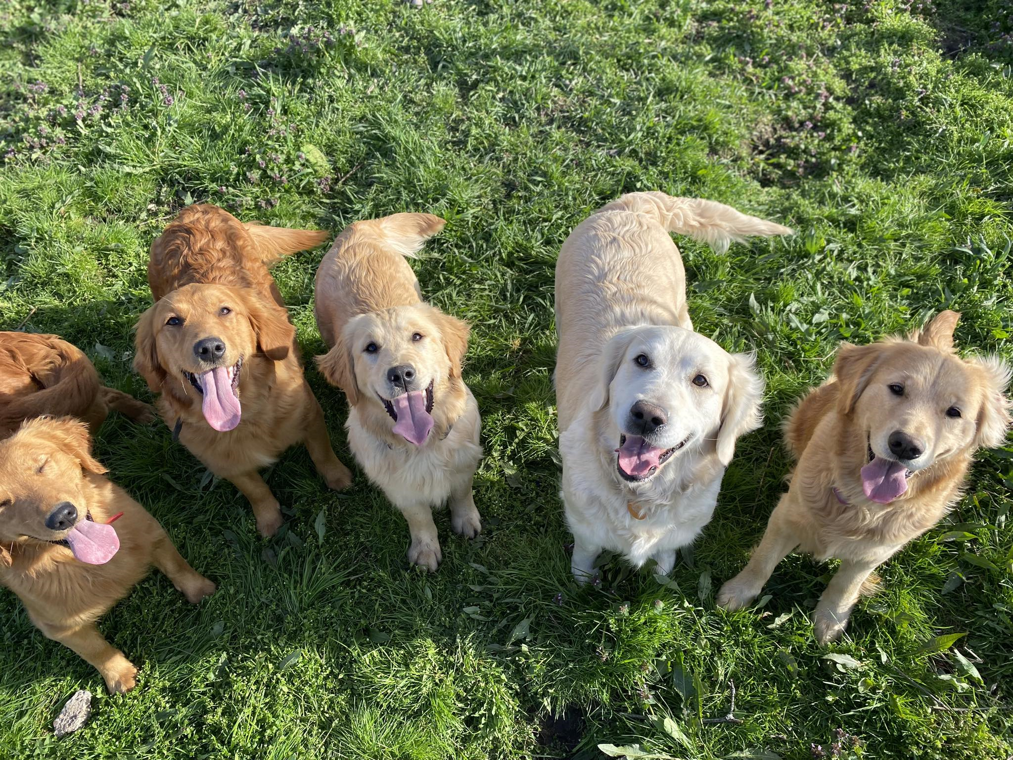 DeClerck's Goldens | Family-Raised AKC Golden Retrievers